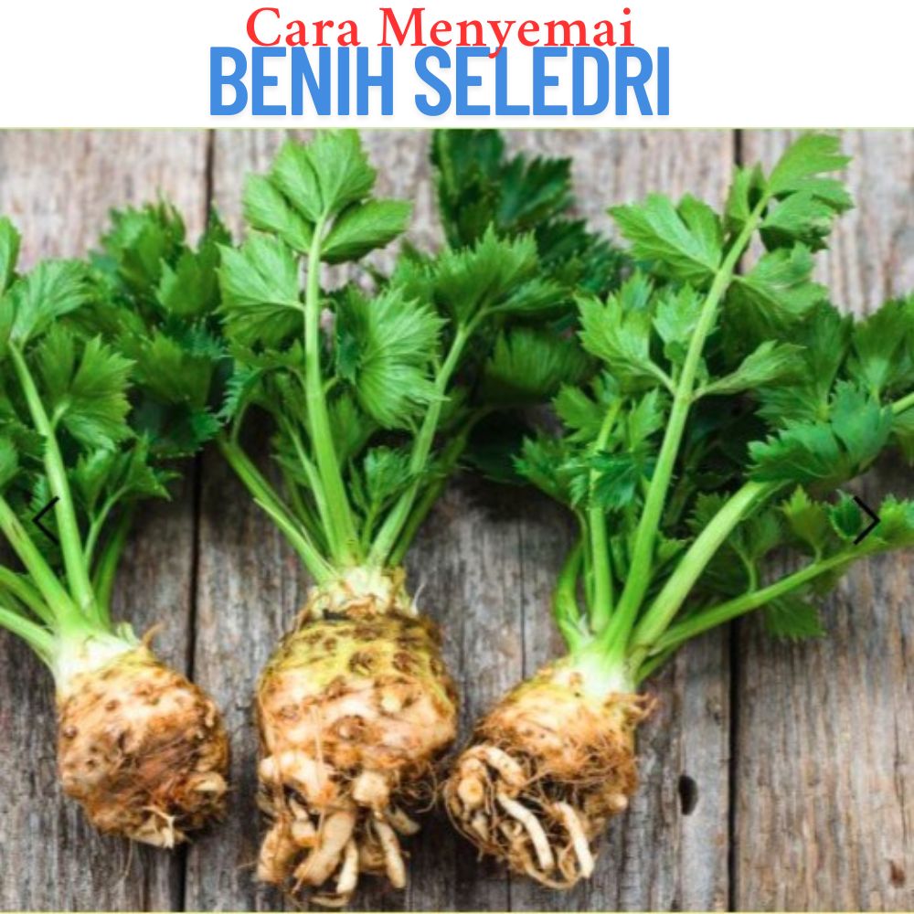 Cara Menyemai Benih Seledri