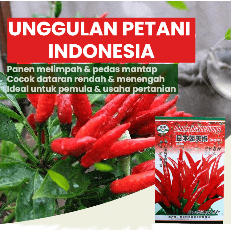 1 Pack Isi 500 Benih Cabe Mahkota Pedas Aneka Benih Bibit Biji ...