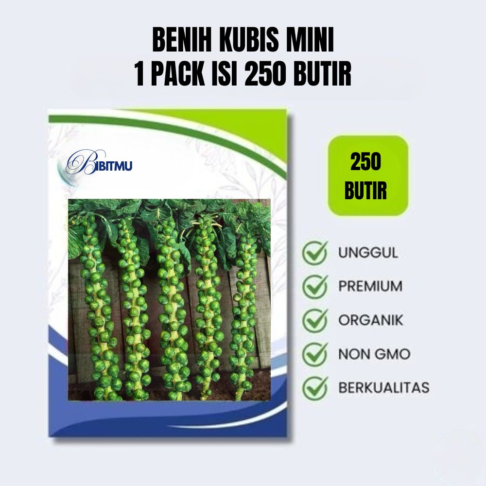 250 Butir Benih Kubis Mini Biji Benih Kubis Mini Brussel Benih Kubis ...