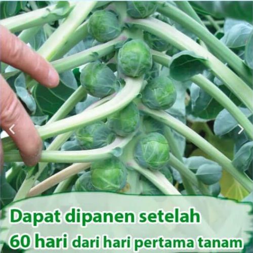 100 Butir Benih Kubis Mini Brussel Sprout
